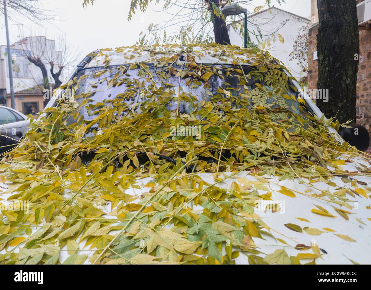 Vehicle full of dry leaves and branches over windshield and hood. Rainy ...