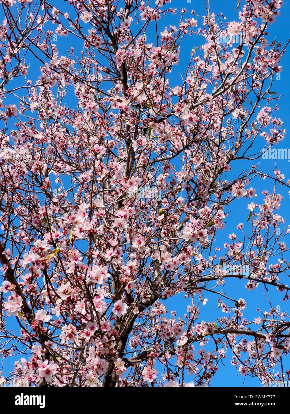 almond tree bloom Stock Photo - Alamy