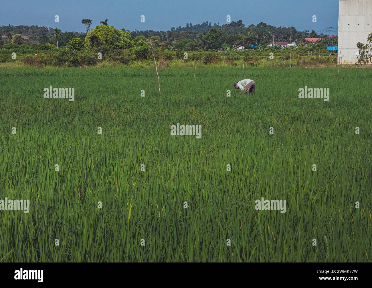 Balikpapan, Indonesia - February 8th, 2024. a green vast paddy rice ...