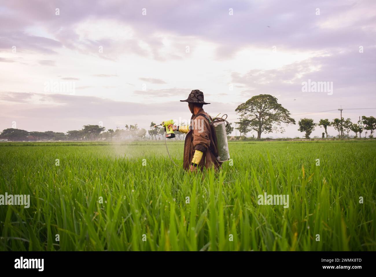 Senior Male Farmer Spraying pesticides to paddy plant on his rice field ...