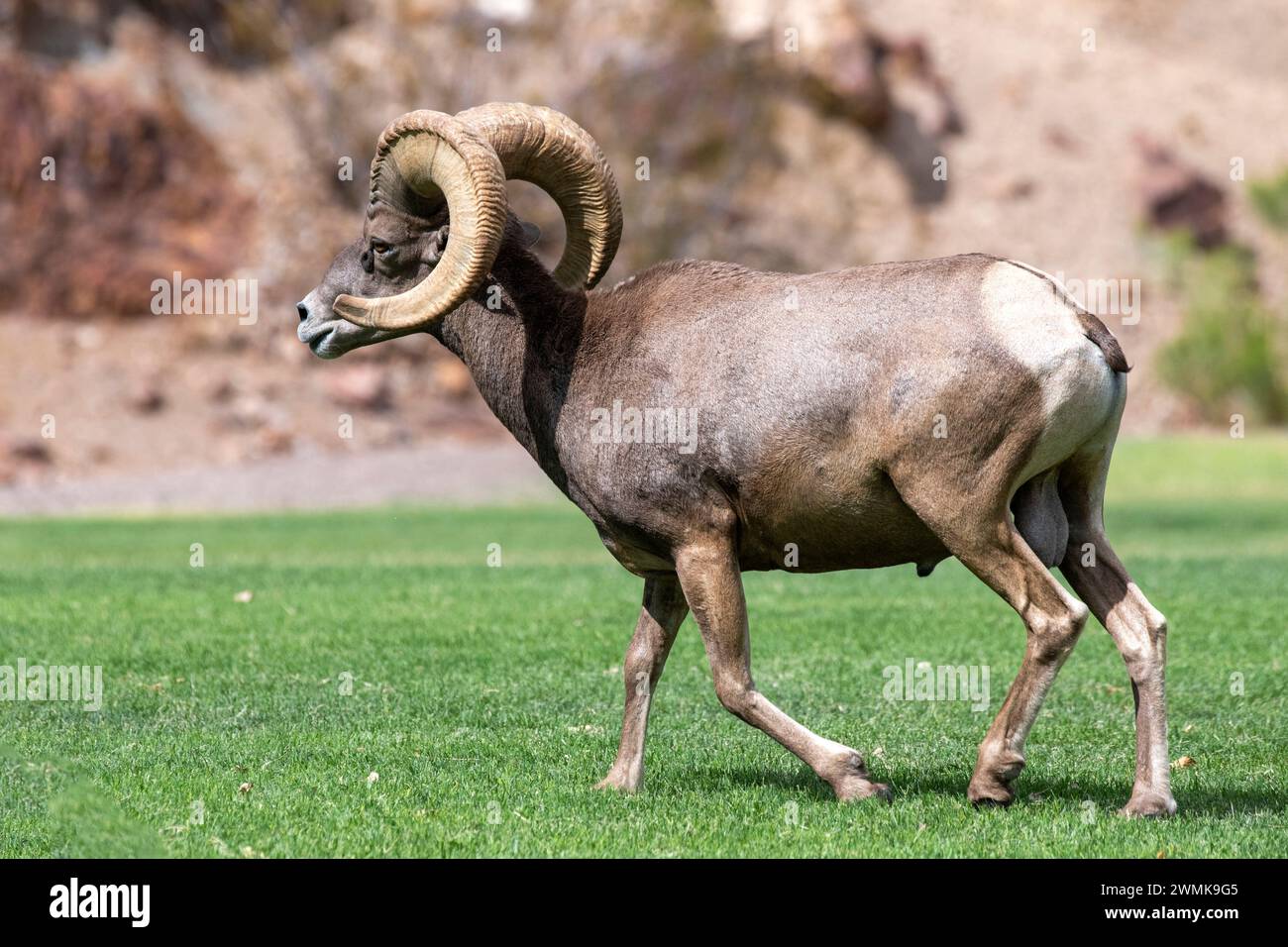 Large Desert Bighorn (Ovis canadensis nelsoni) ram at Hemenway Park ...