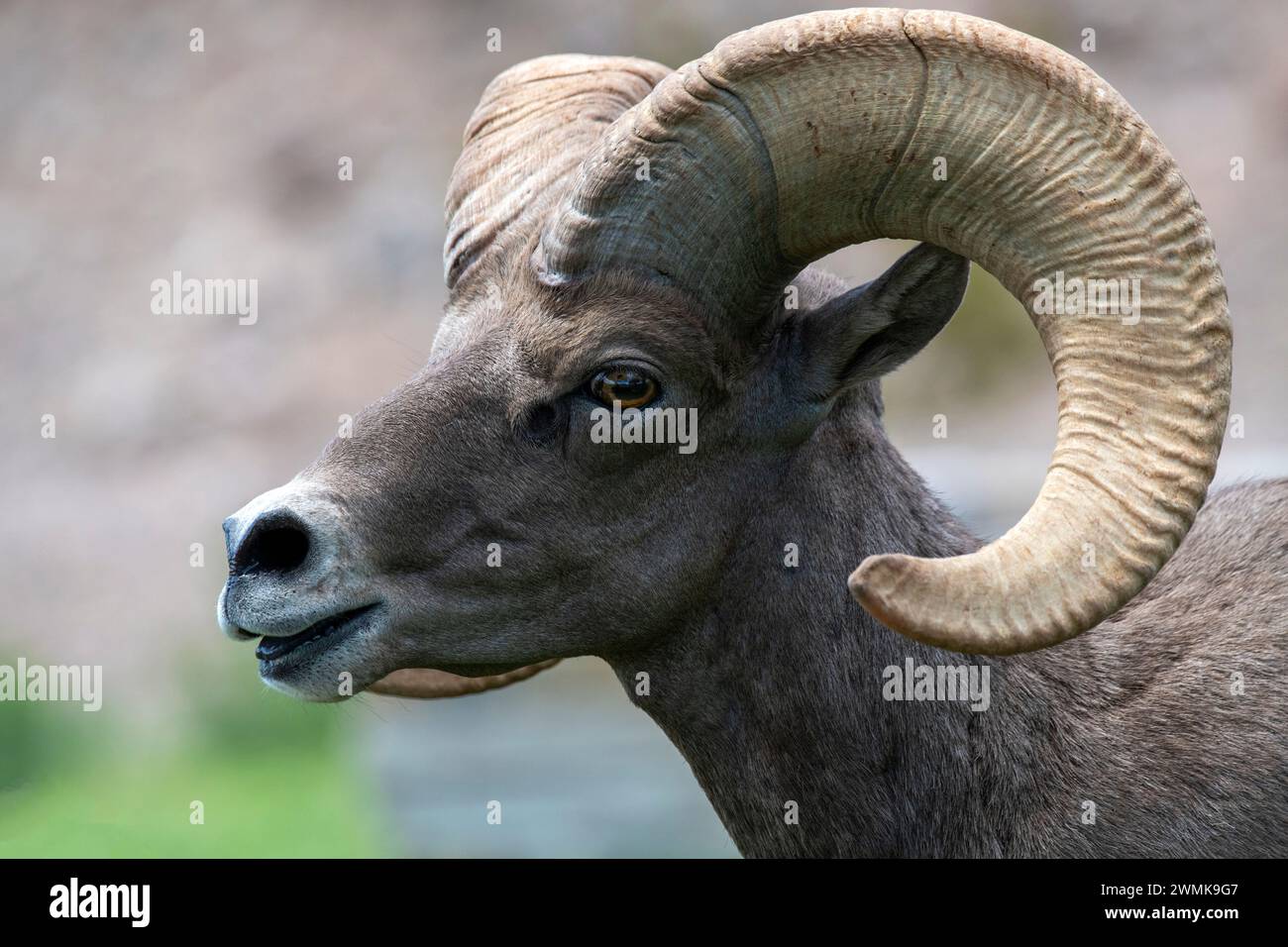 Head shot of Desert Bighorn (Ovis canadensis nelsoni) ram grazing in ...