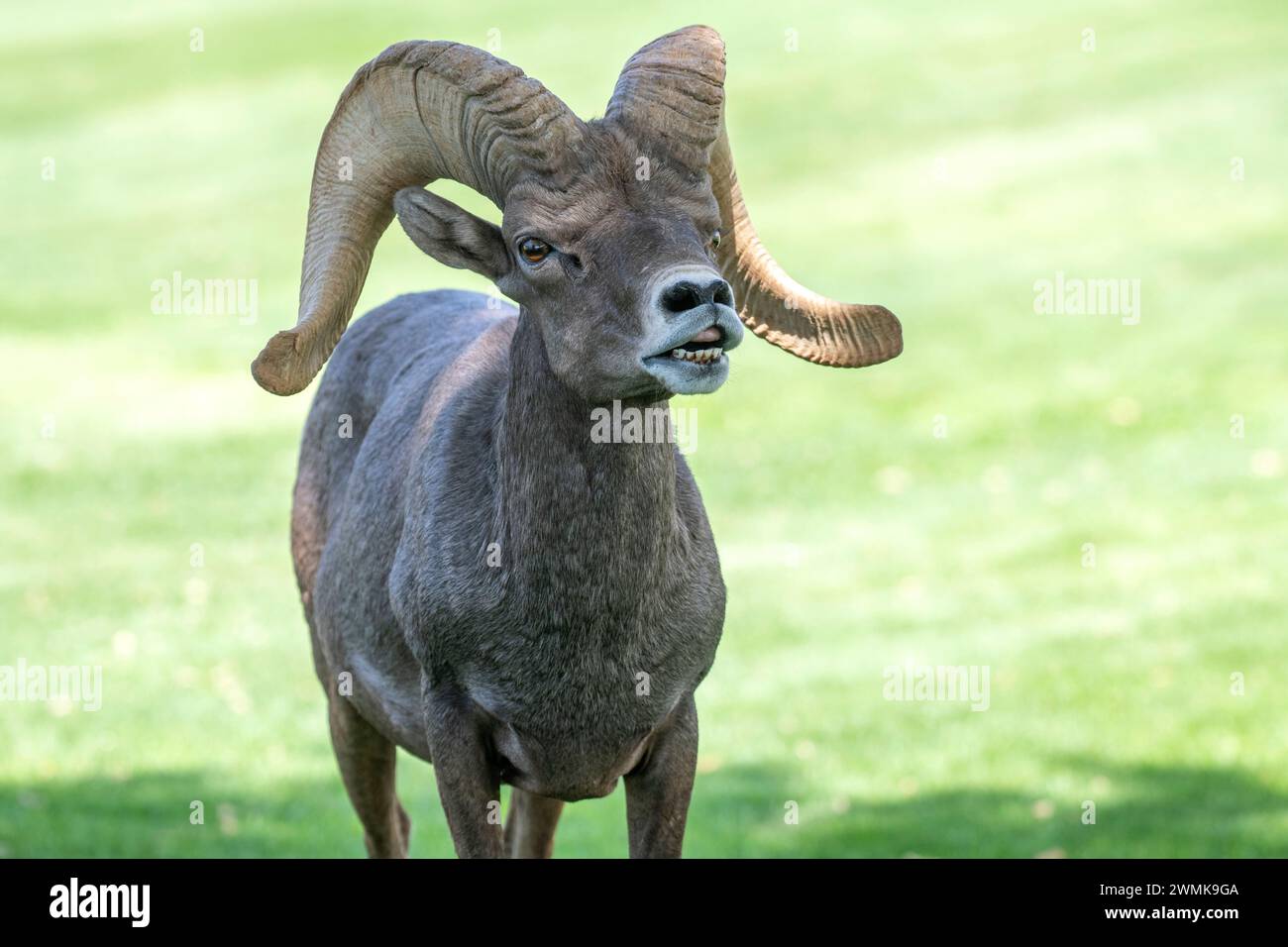 Desert Bighorn (Ovis canadensis nelsoni) ram performing lip curl ...