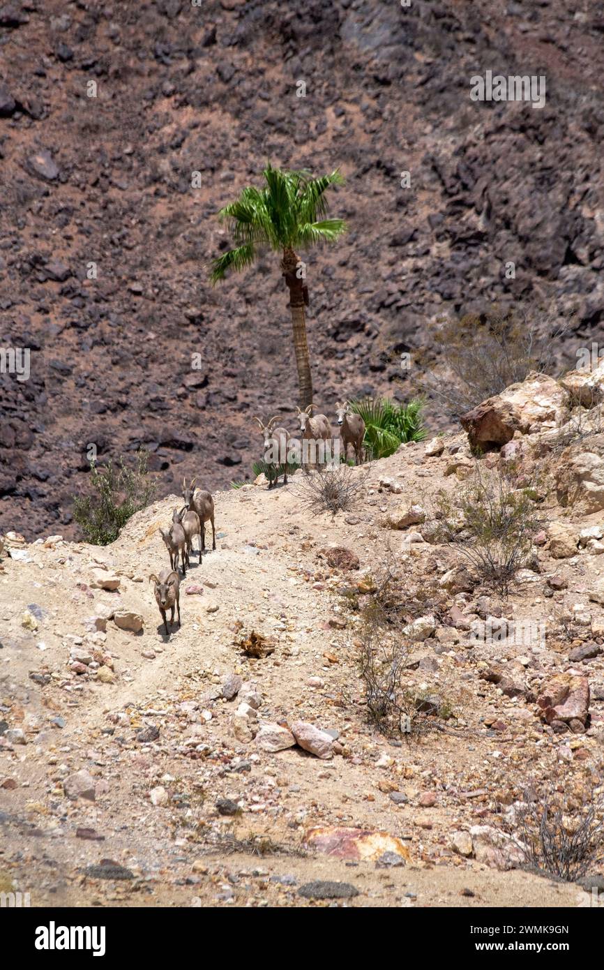 Group of Desert Bighorn (Ovis canadensis nelsoni) sheep in the rocky ...