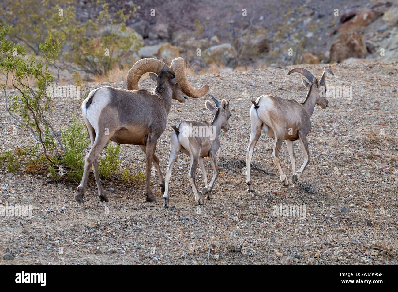 Large Desert Bighorn (Ovis canadensis nelsoni) ram following a lamb and ...