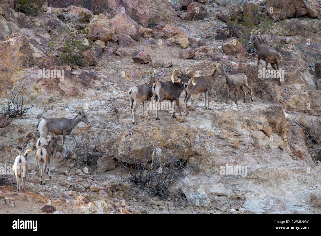 Group of Desert Bighorn (Ovis canadensis nelsoni) sheep in the rocky ...