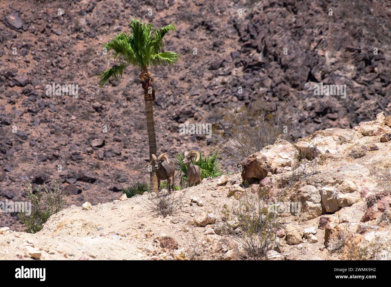 Two Desert Bighorn (Ovis canadensis nelsoni) rams in the rocky hills ...