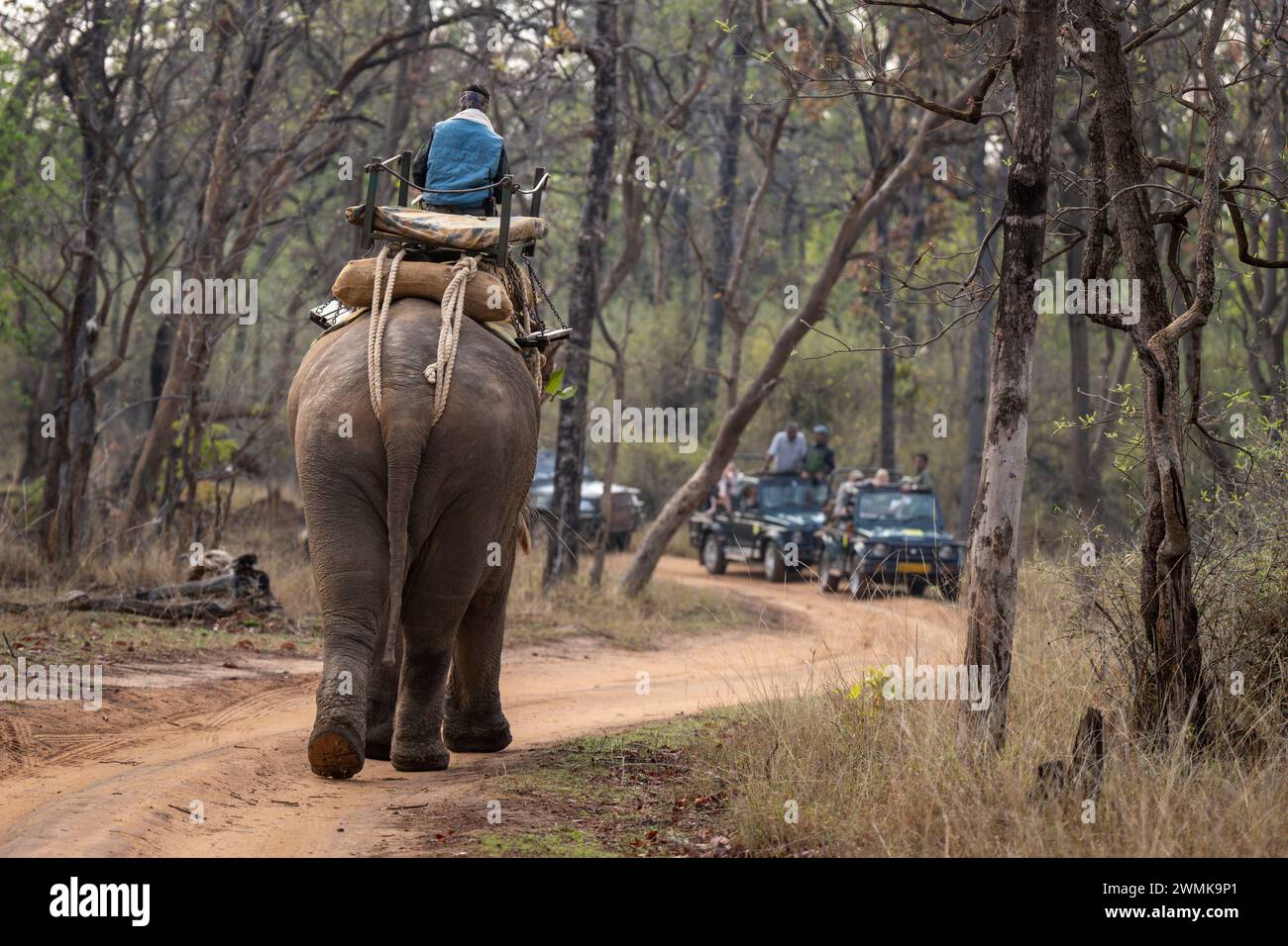 Asian elephant tree branch hi-res stock photography and images - Alamy