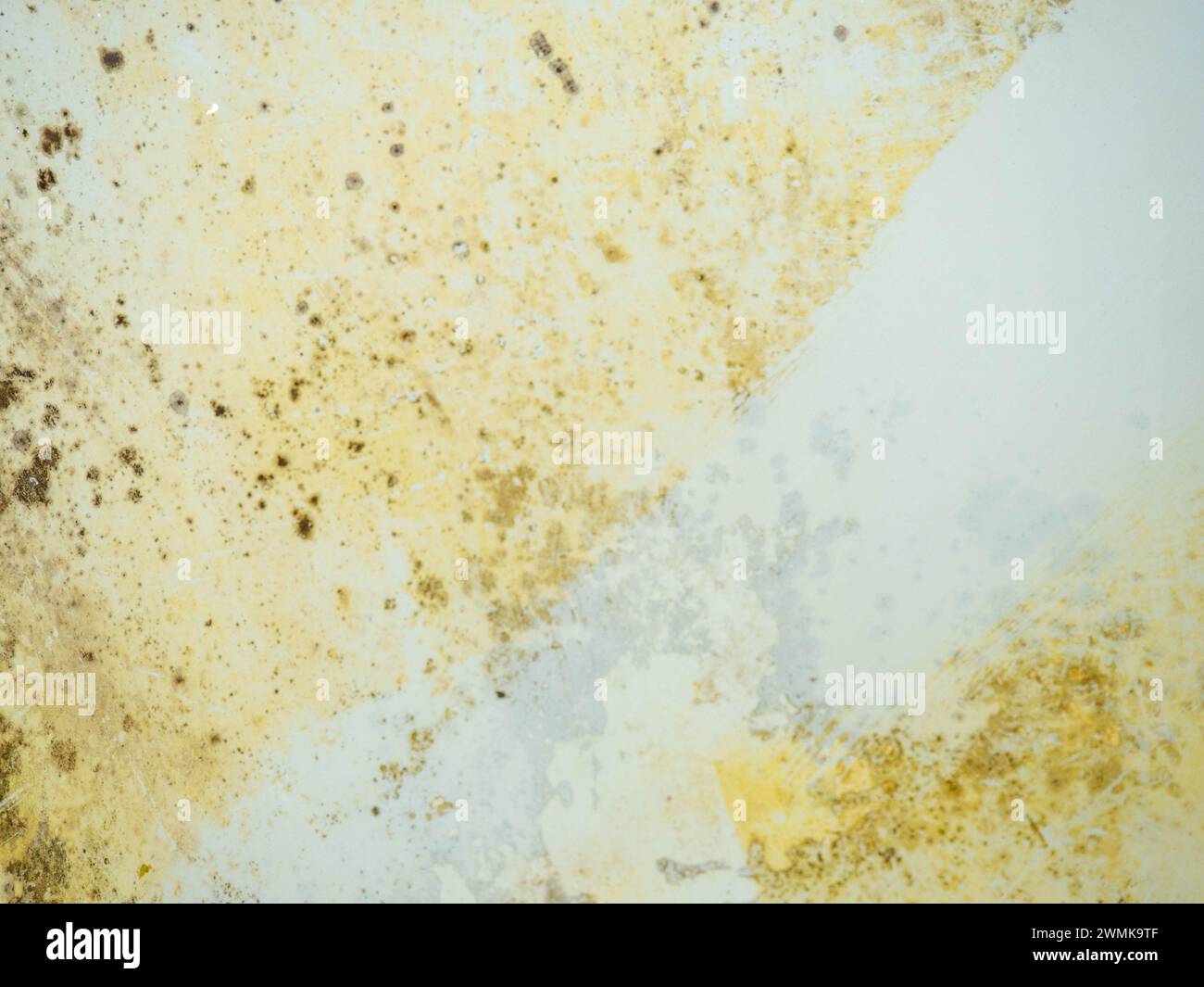 Contrast between clean and dirty. Mold and plaque on bathroom enamel ...