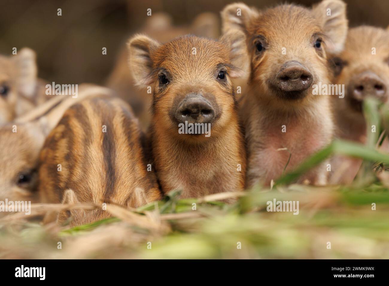 5 day old wild piglets also known as Humbugs peer out of their nest deep in the Forest of Dean ...