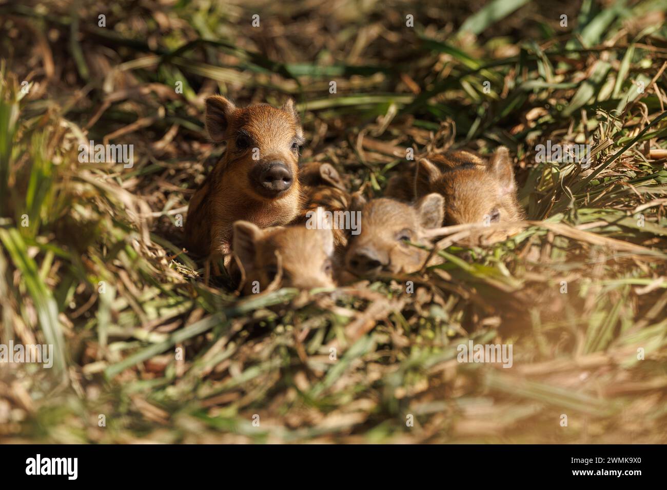 5 day old wild piglets also known as Humbugs peer out of their nest ...