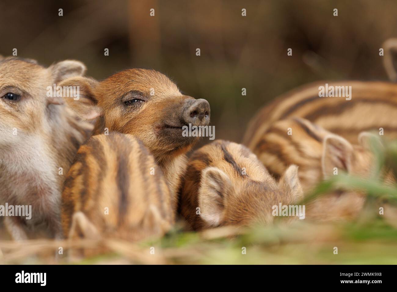 5 day old wild piglets also known as Humbugs peer out of their nest deep in the Forest of Dean ...