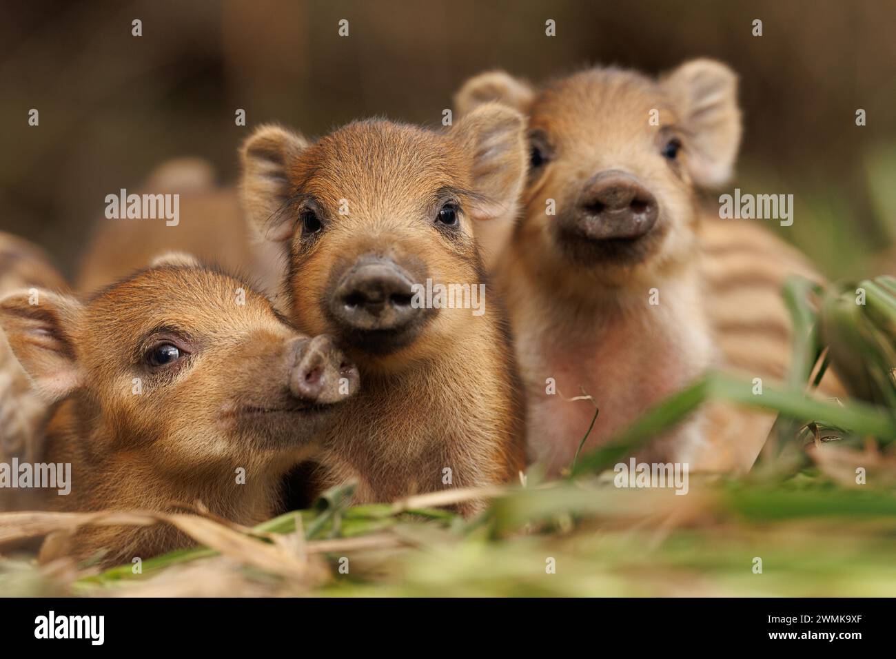 5 day old wild piglets also known as Humbugs peer out of their nest ...