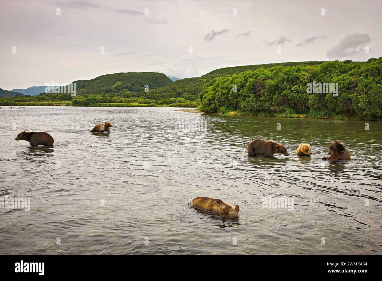 Brown bears (Ursus arctos) fish for salmon in one of the best spots ...