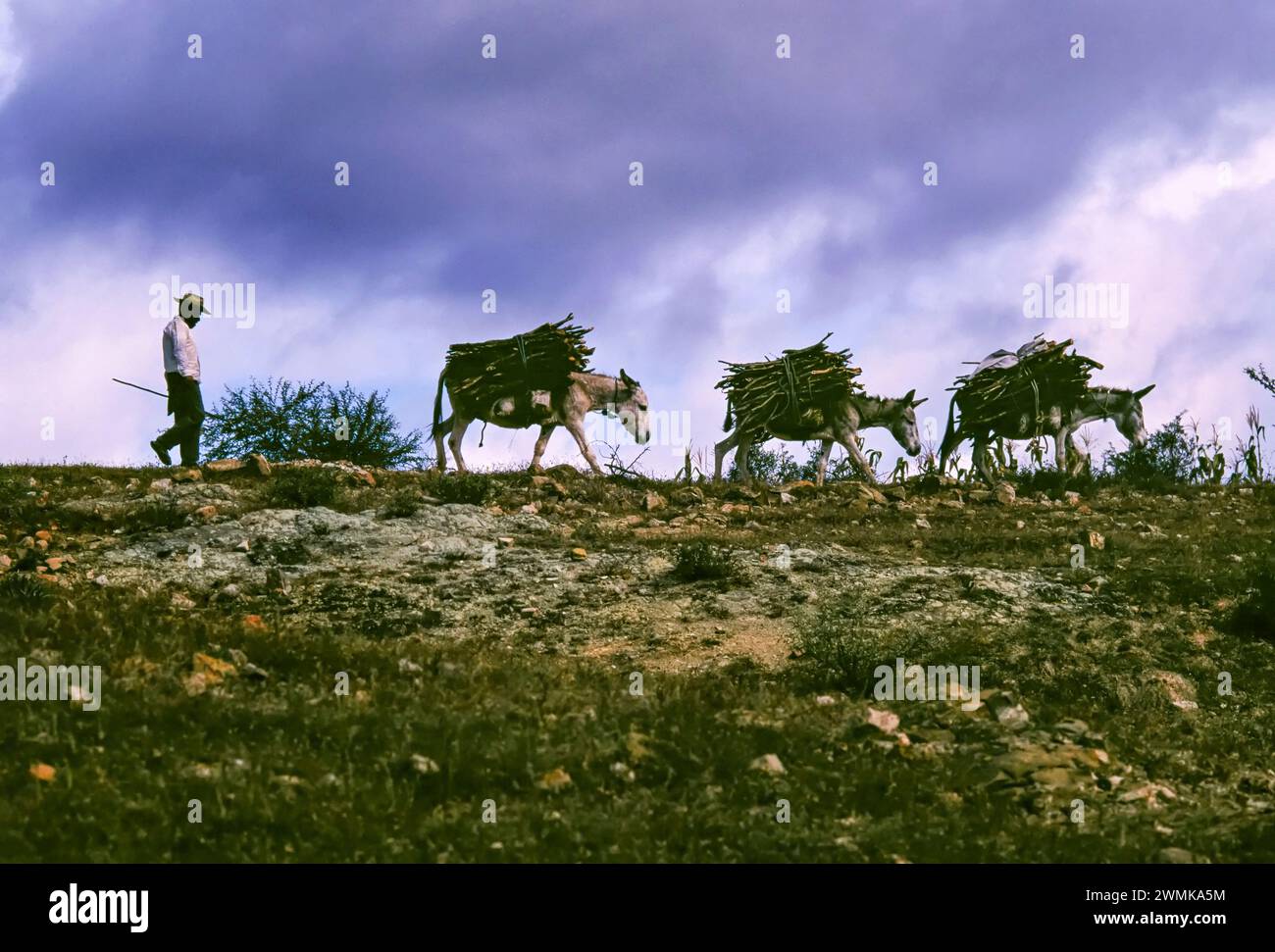 Across a ridge top, a farmer follows his burros burdened with firewood ...