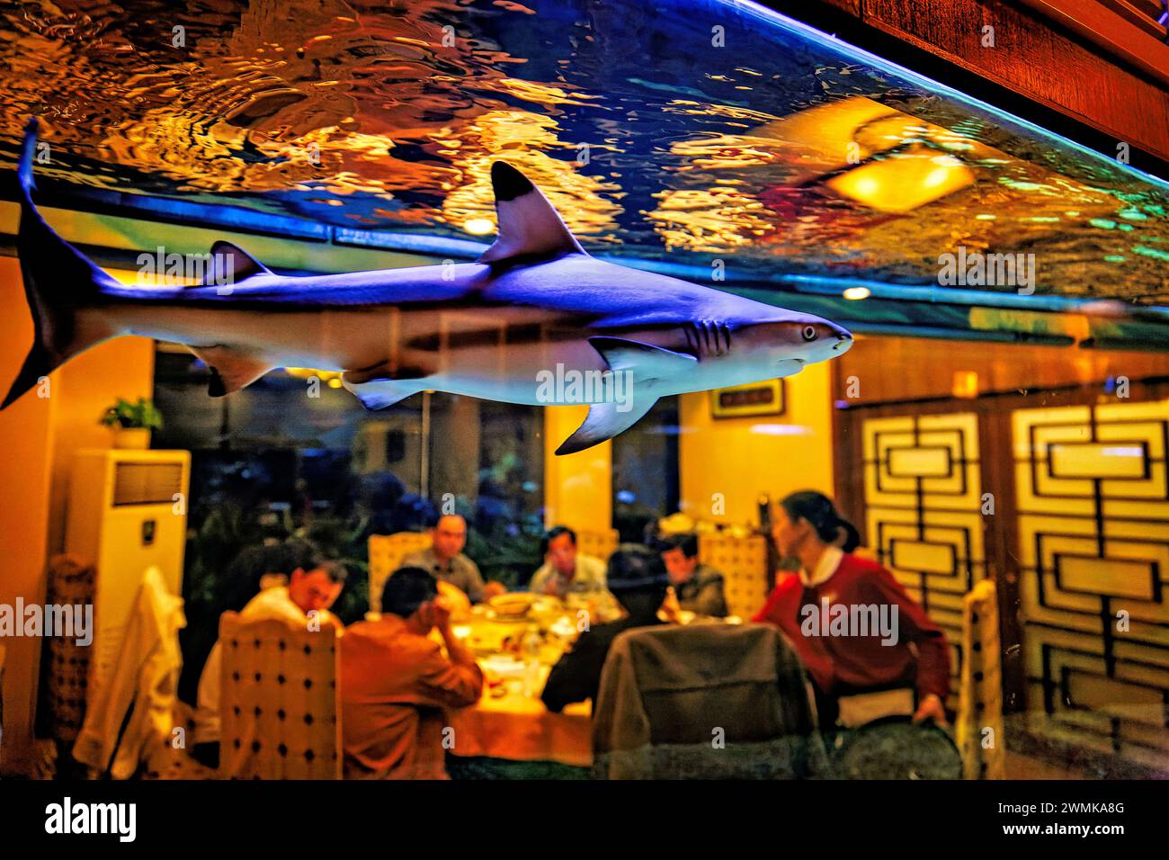 Black tip reef shark (Carcharhinus melanopterus) swims in an aquarium ...