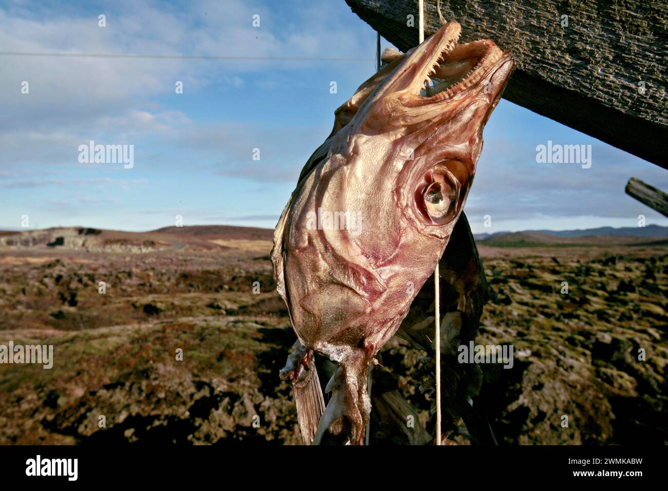 Hardfiskur hi-res stock photography and images - Alamy