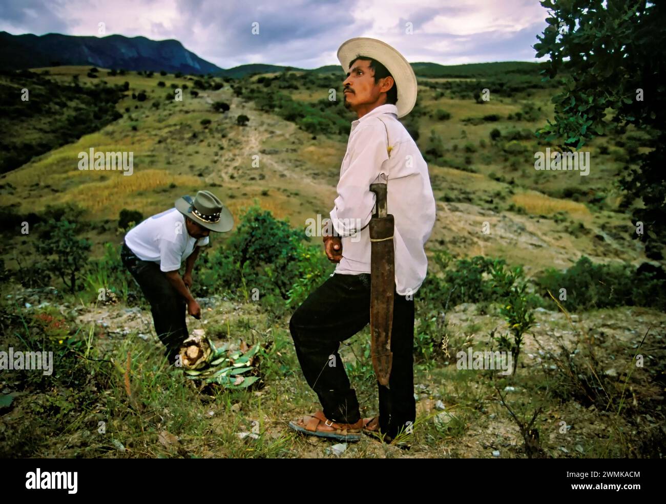 Workers collect wild agave in rural Oaxaca where 80% of the mescal made ...