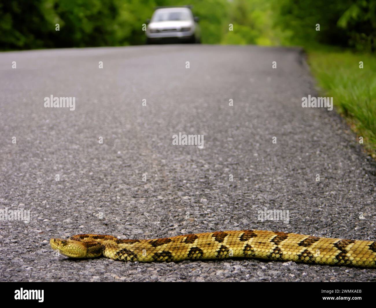 Snake slithers across the road as a vehicle approaches Stock Photo - Alamy