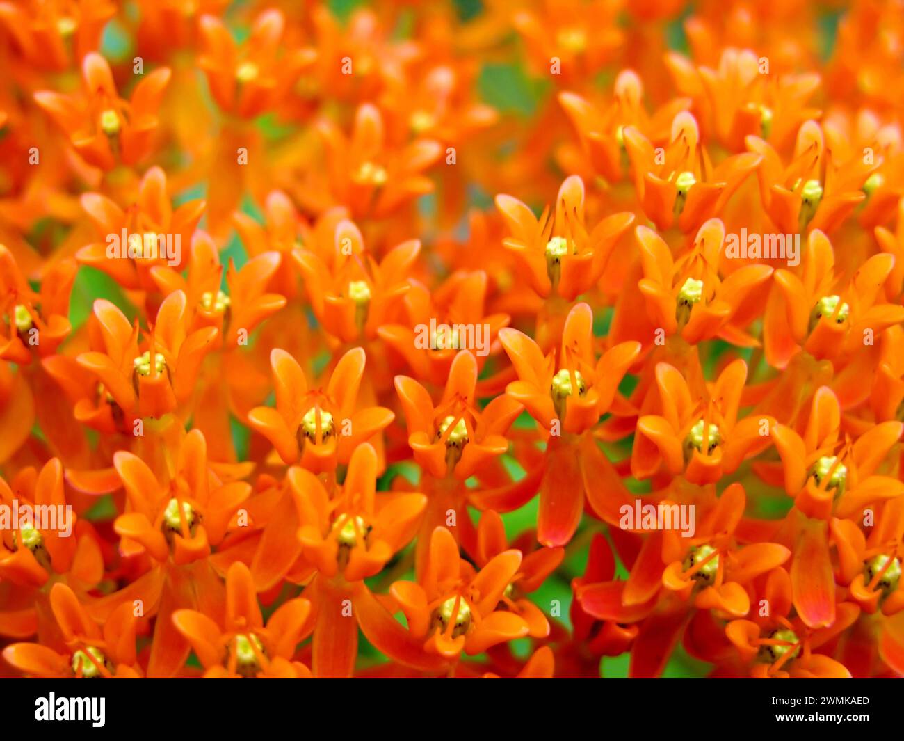 Butterfly Weed (Asclepias tuberosa) is a celebration of rich orange ...