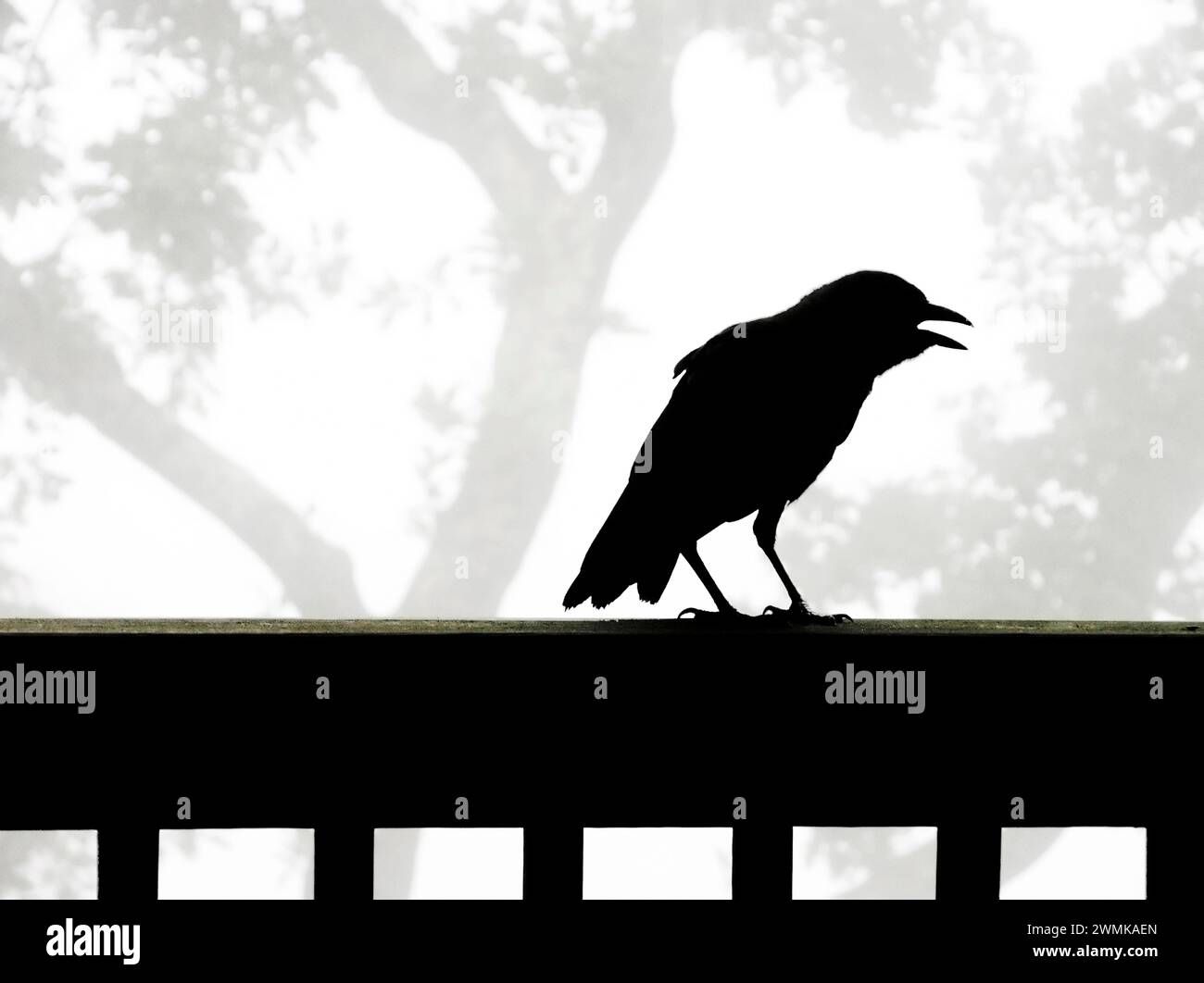 American crow (Corvus brachyrhynchos) is silhouetted against a grey sky with his beak open Stock ...