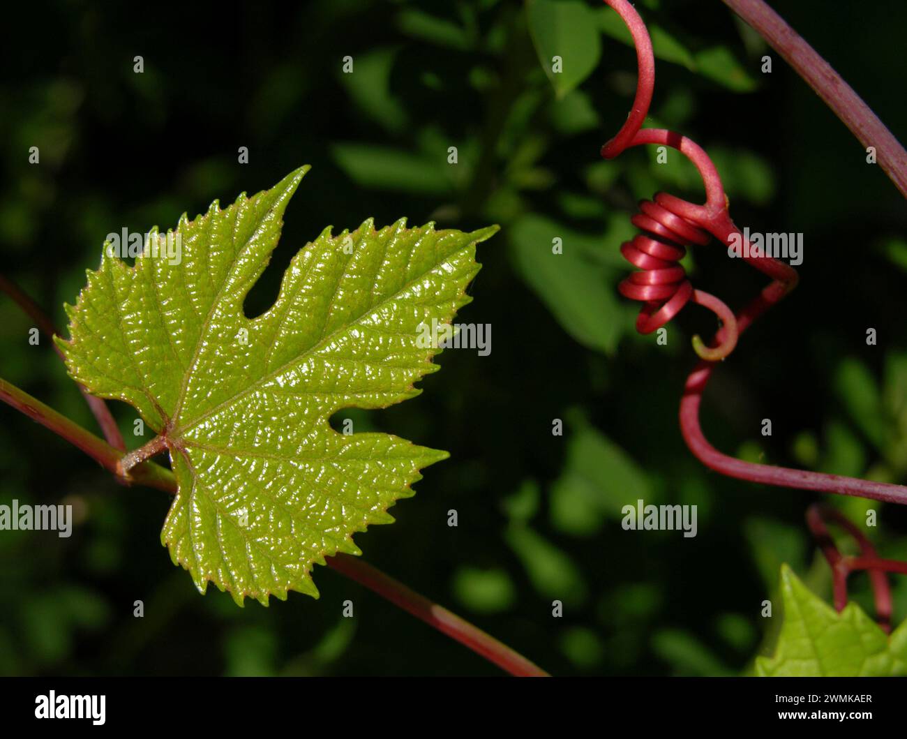 Photos juxtaposed hi-res stock photography and images - Alamy