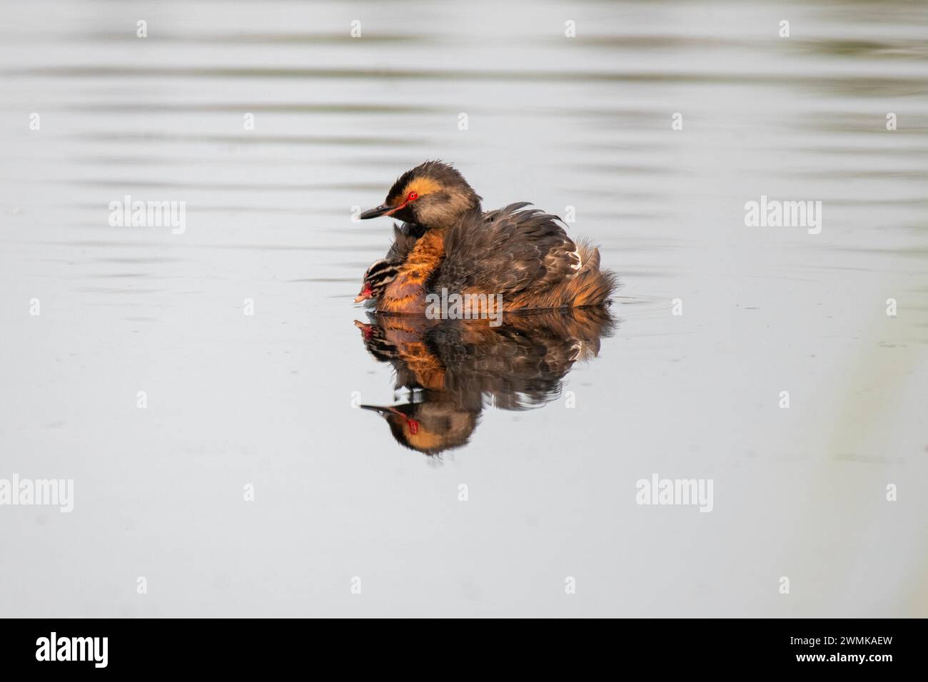 Horned Grebe (Podiceps auritus) with a chick riding on its back swims ...
