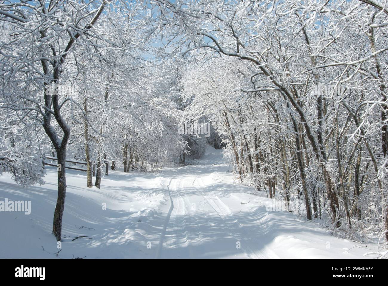 Snow-covered road with vehicle tracks, lined with trees Stock Photo - Alamy