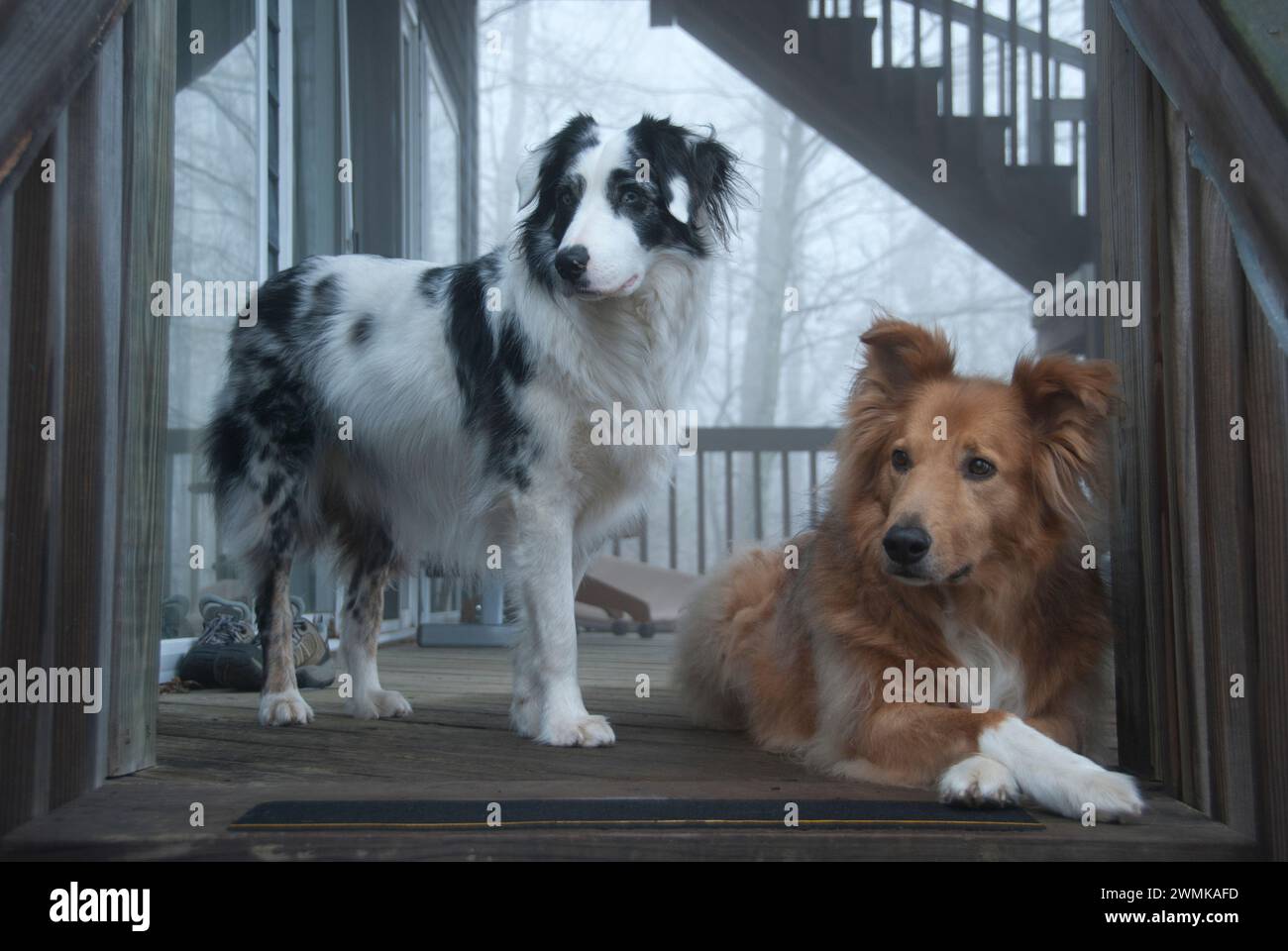 Australian sheepdog hi-res stock photography and images - Alamy