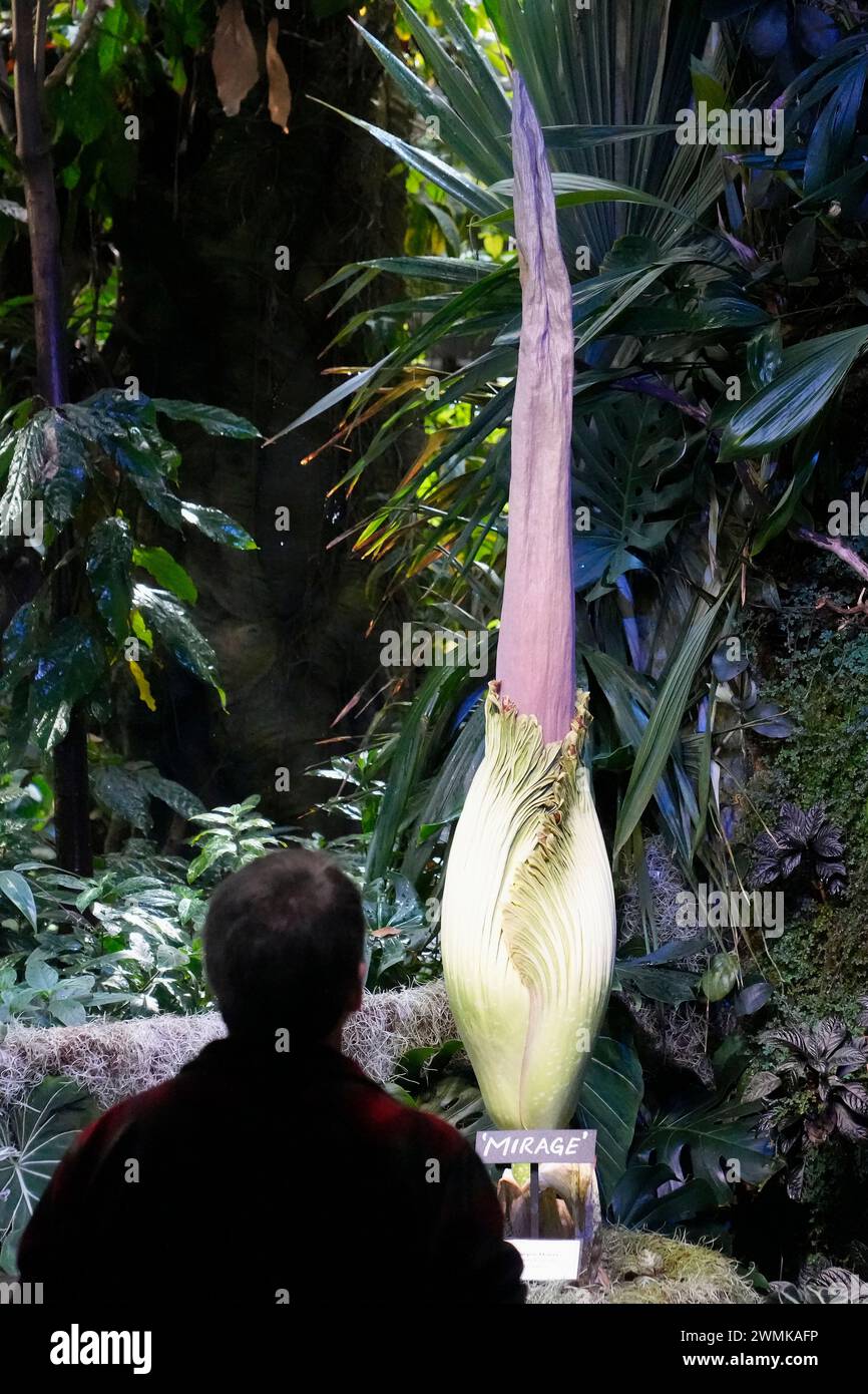 A visitor looks at a corpse flower waiting to bloom in the Osher ...