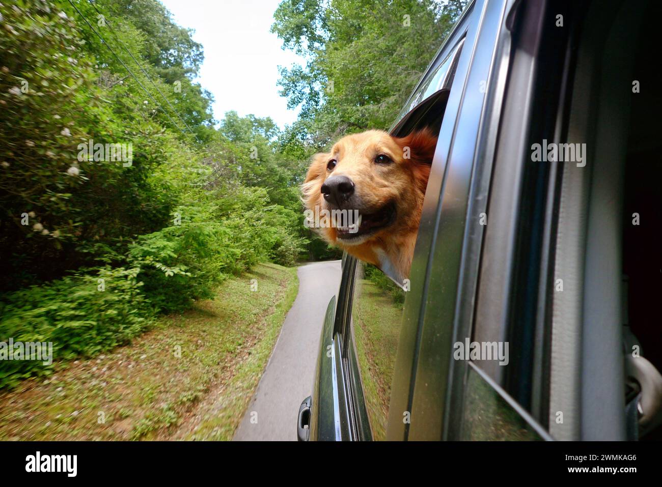 Dog enjoys a car ride by sticking it's head out the window Stock Photo ...