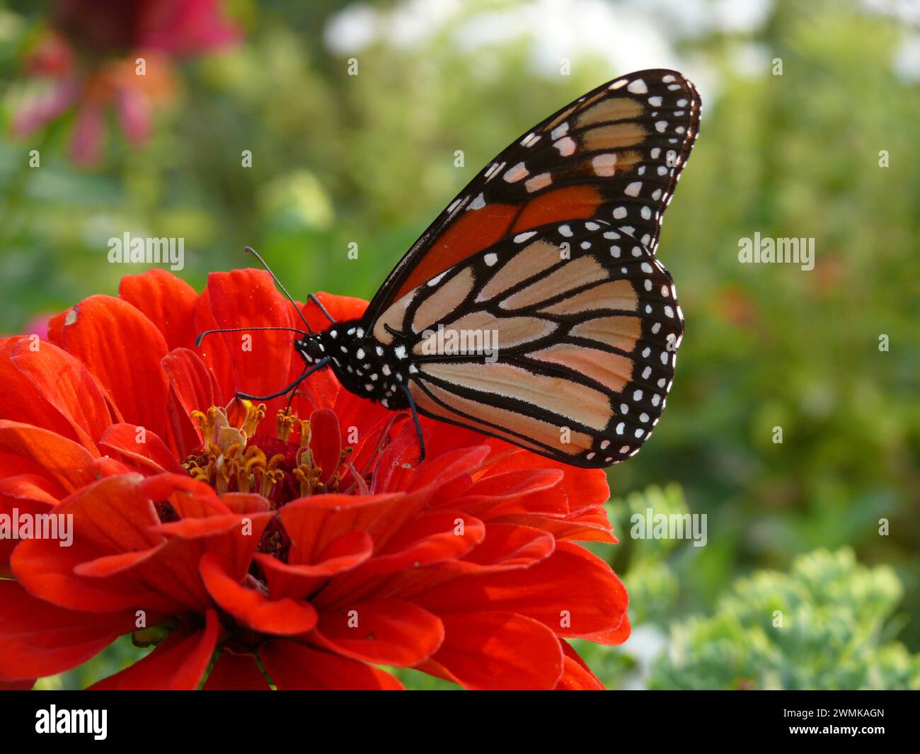 Monarch butterfly (Danaus plexippus) rests on a red blossom Stock Photo ...