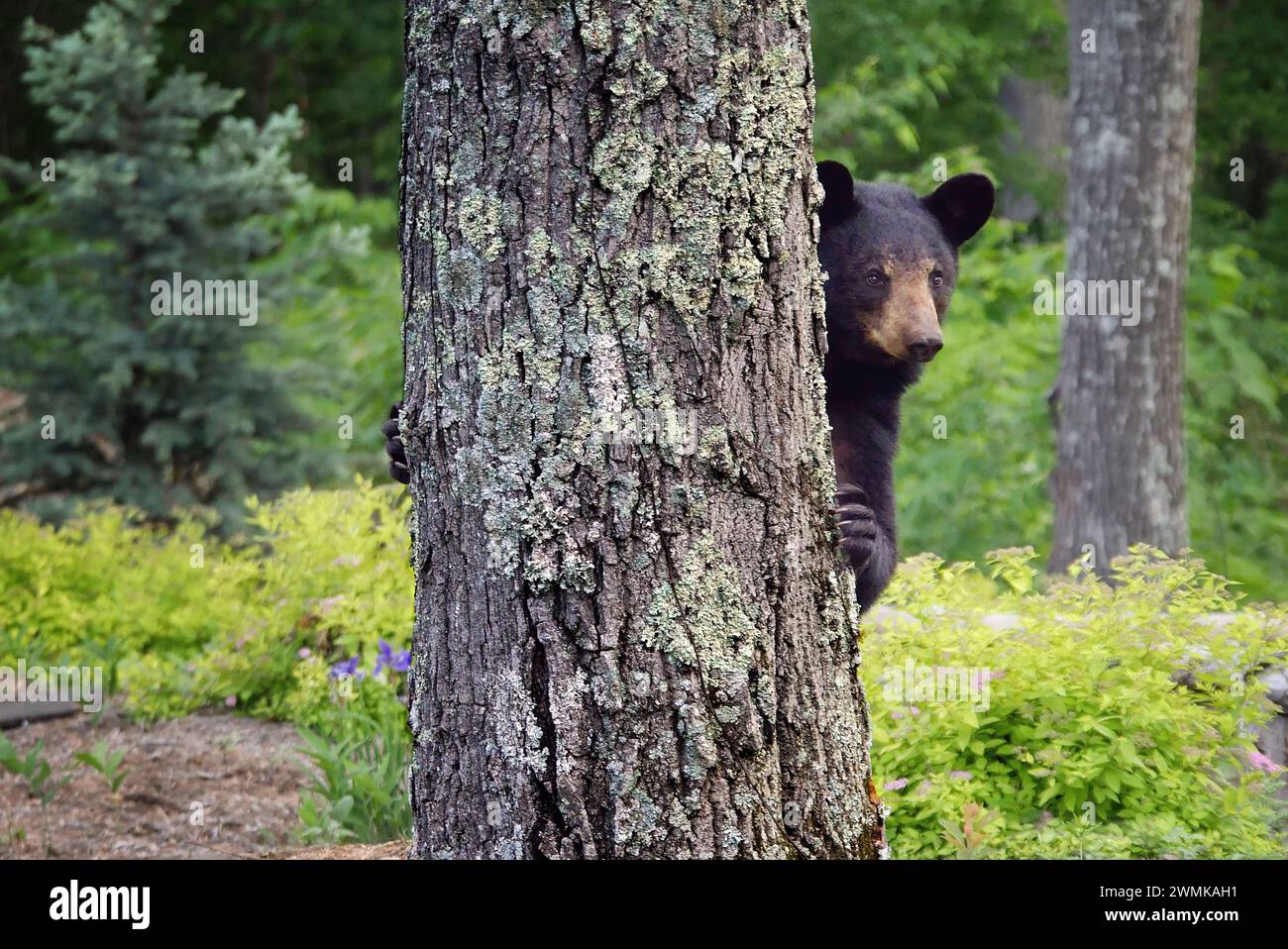 Black bear (Ursus americanus) peers around from behind a tree, while ...