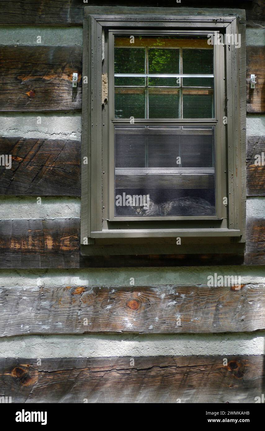 Cat sits inside the window at home, looking out through a screen and ...