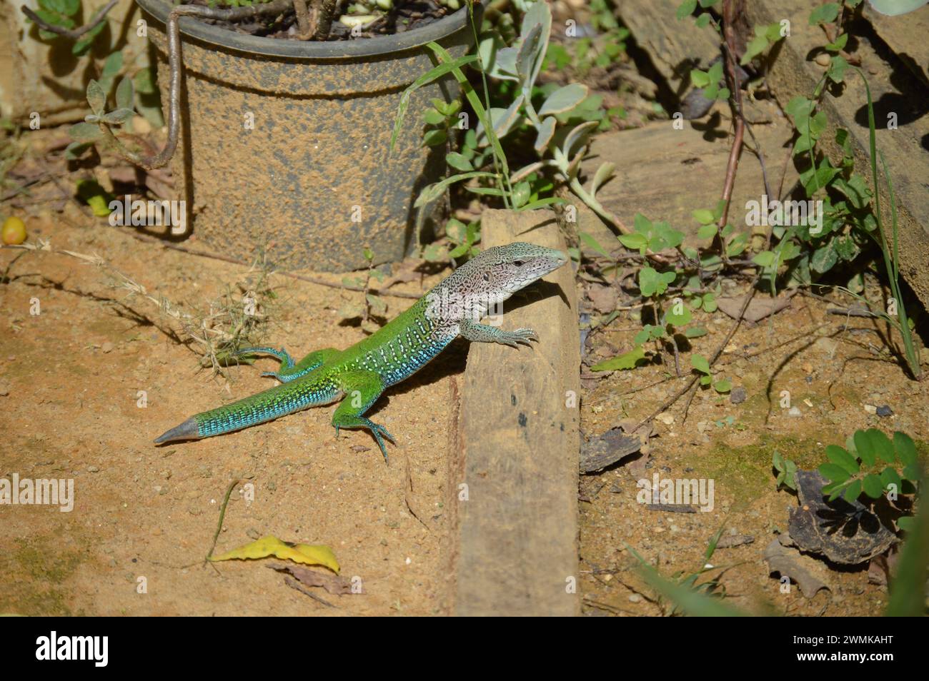 Calango de cauda verde hi-res stock photography and images - Alamy