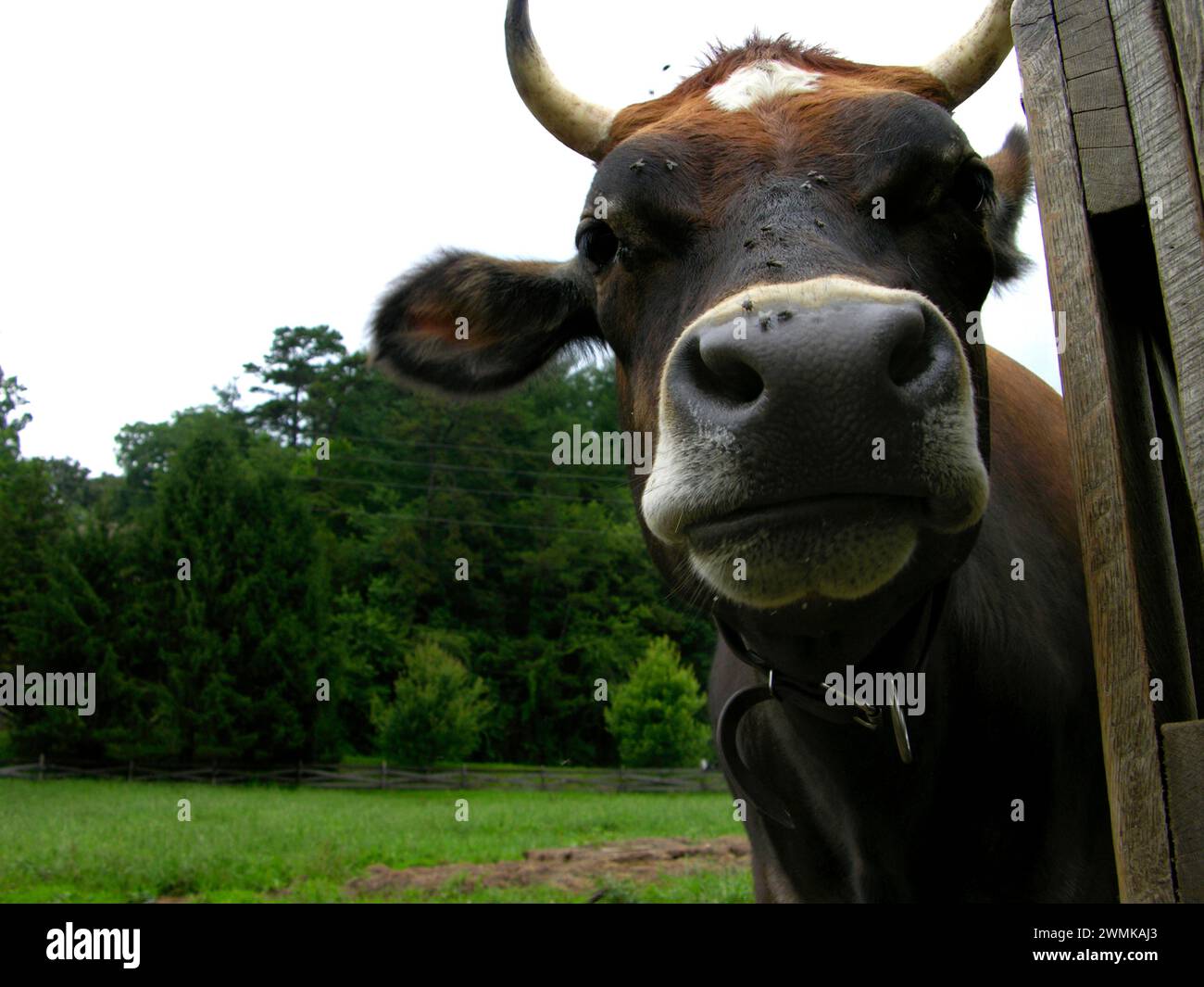 Bull's face covered in flies Stock Photo - Alamy
