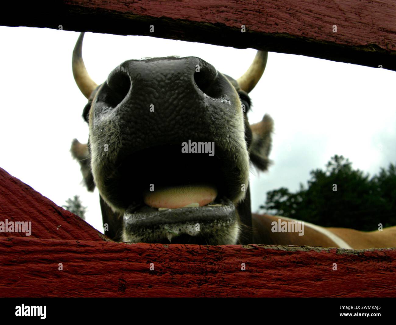 Bull in a pen hi-res stock photography and images - Alamy