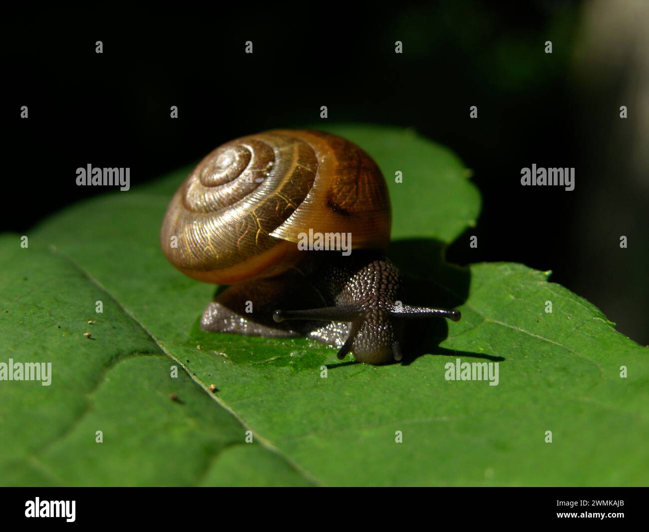 Snail slime trail hi-res stock photography and images - Alamy