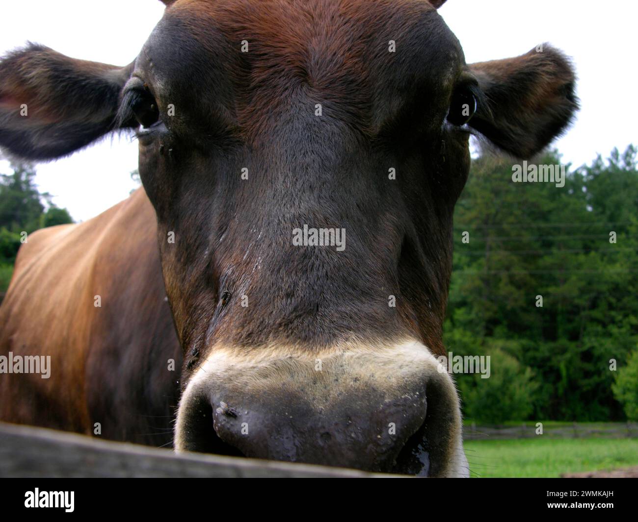 Bovine anatomy hi-res stock photography and images - Alamy