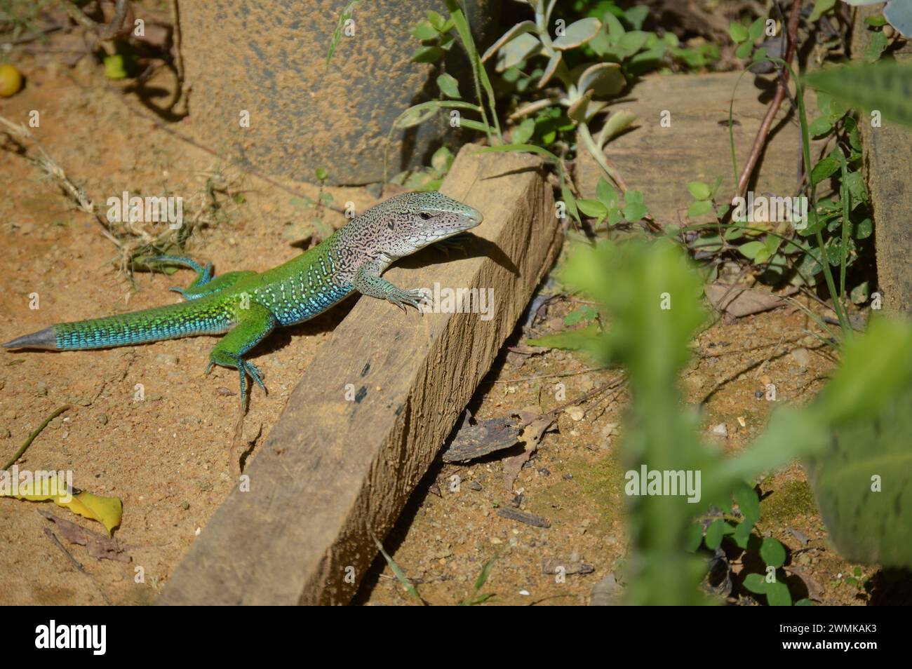 Calango de cauda verde hi-res stock photography and images - Alamy