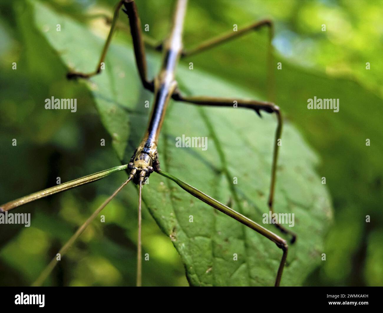 Stick leaf insects hi-res stock photography and images - Alamy