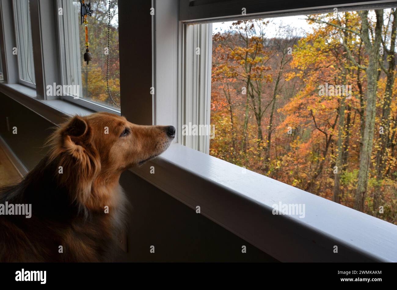 Dog looks out an open window at fall foliage Stock Photo - Alamy