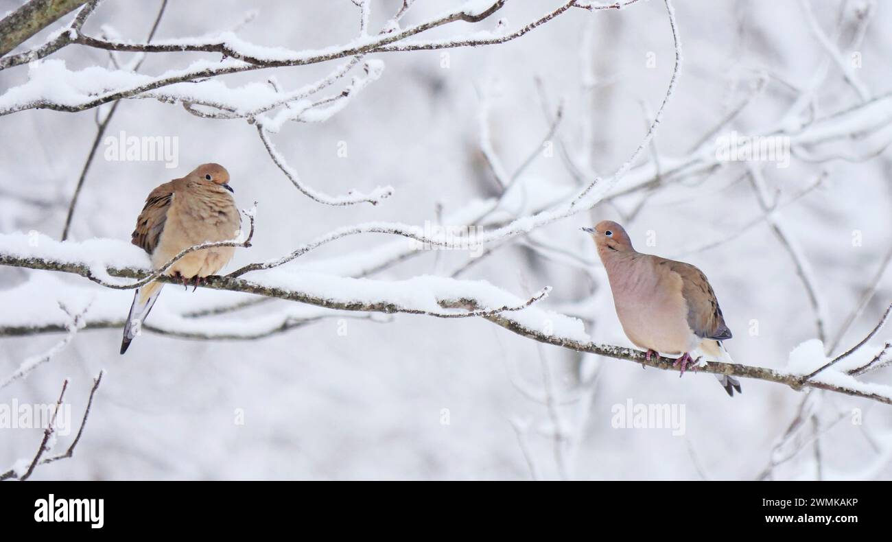 Two mourning doves (Zenaida macroura) rest on a tree branch in snow ...