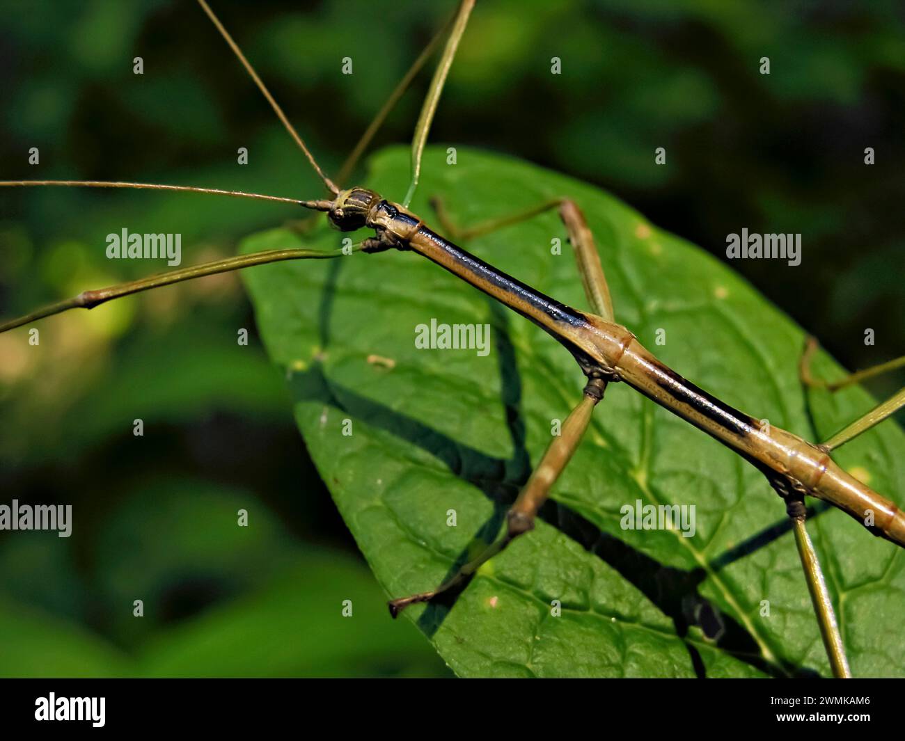 Crawling insects hi-res stock photography and images - Alamy