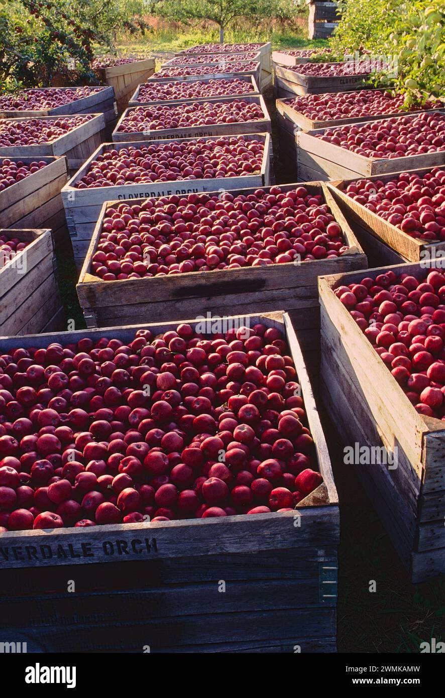 Freshly picked apples fill crates at the Lerew Orchards in Adams County ...