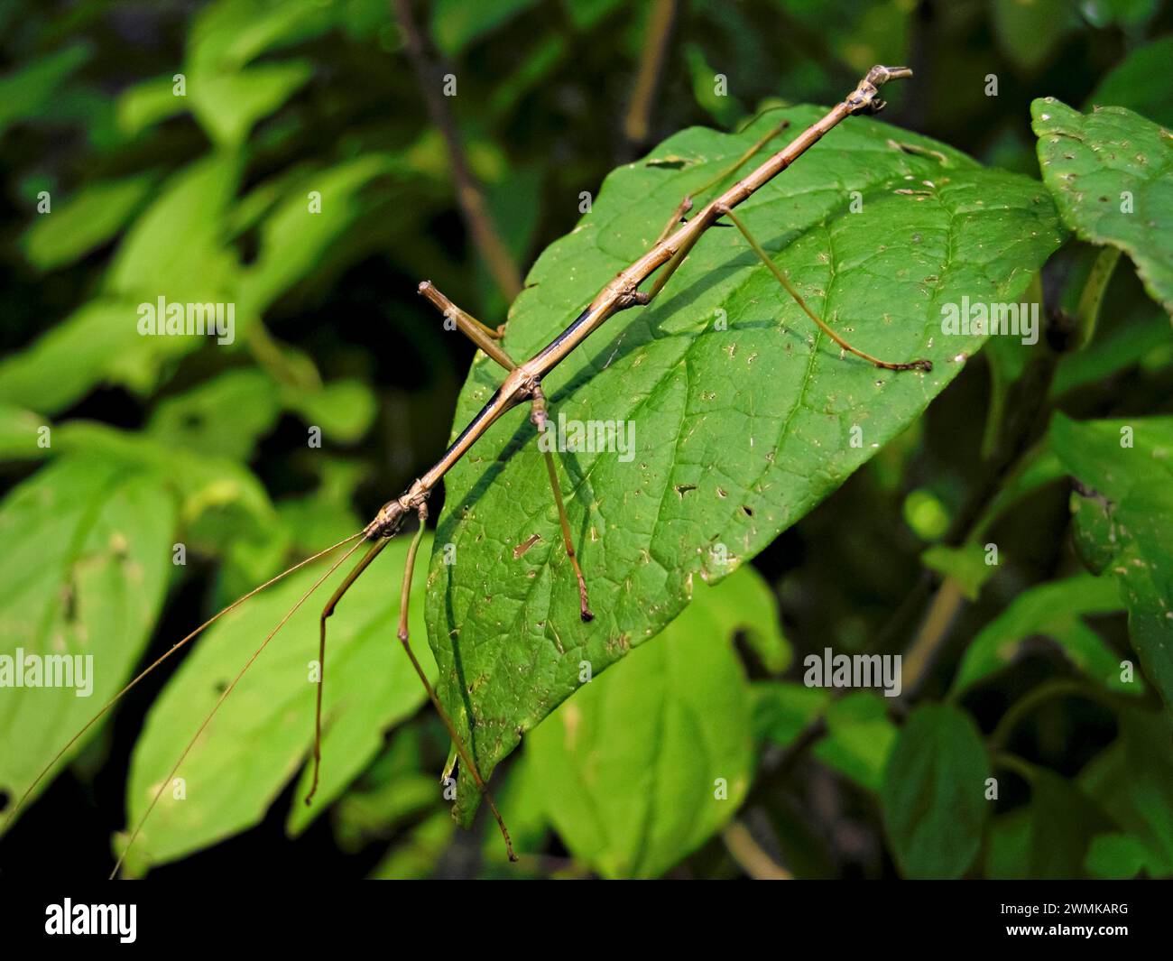 Walkingstick (Phasmatodea sp.) walking across a leaf; North Carolina ...