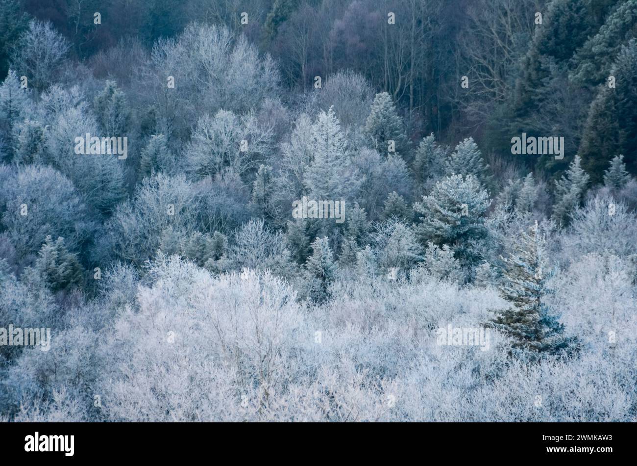 Hoar frost covers trees hi-res stock photography and images - Alamy