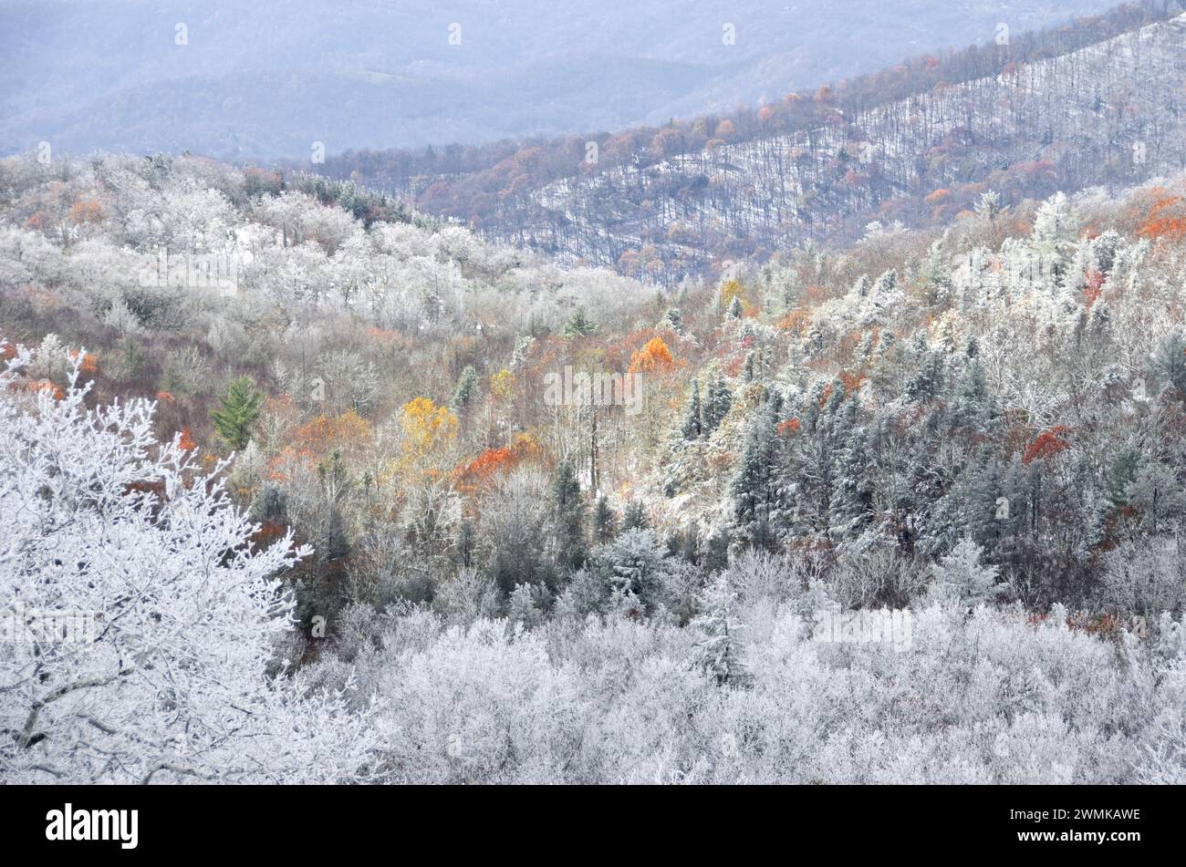 Rime Ice melts away revealing fall colors on the trees below Stock ...