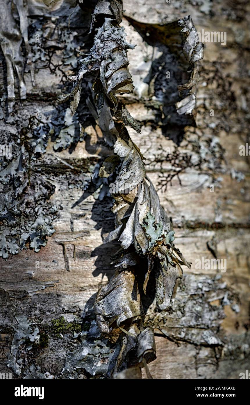 Extreme close-up of peeling tree bark; Fairview, North Carolina, United ...
