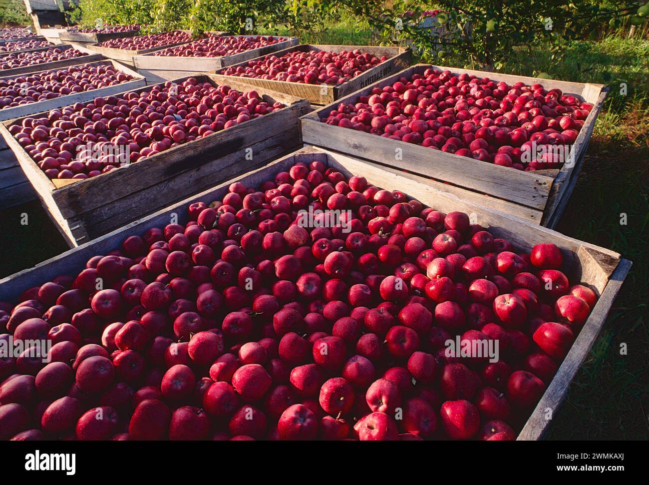 Freshly picked apples fill crates at the Lerew Orchards in Adams County ...
